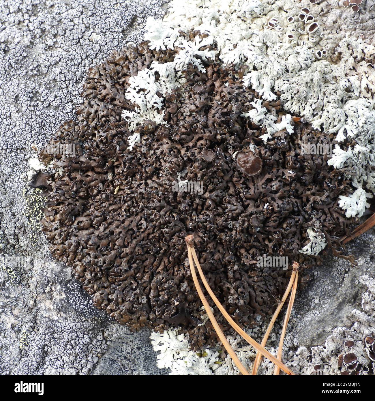 Stygian Black-parmelia (Melanelia stygia Stock Photo - Alamy