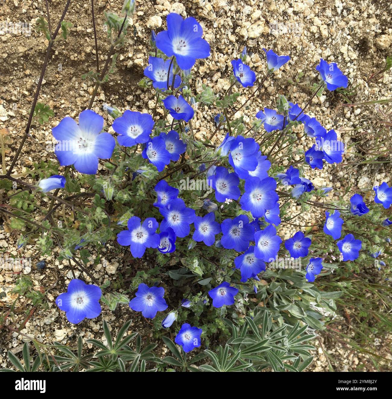 Menzies' baby blue eyes (Nemophila menziesii Stock Photo - Alamy