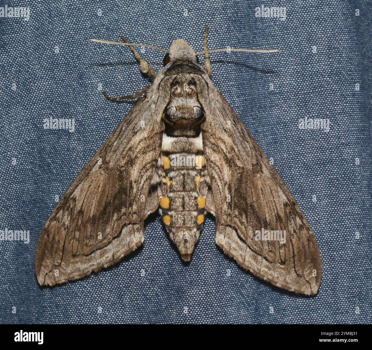 Five-spotted Hawk Moth (Manduca quinquemaculatus Stock Photo - Alamy