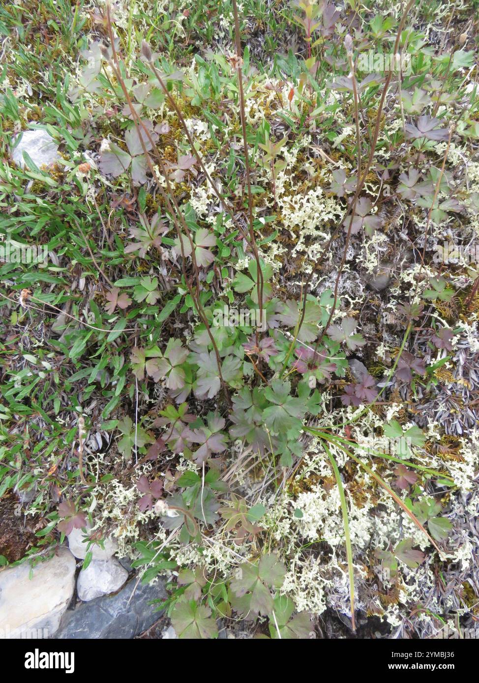 Small-flower Anemone (Anemone parviflora Stock Photo - Alamy