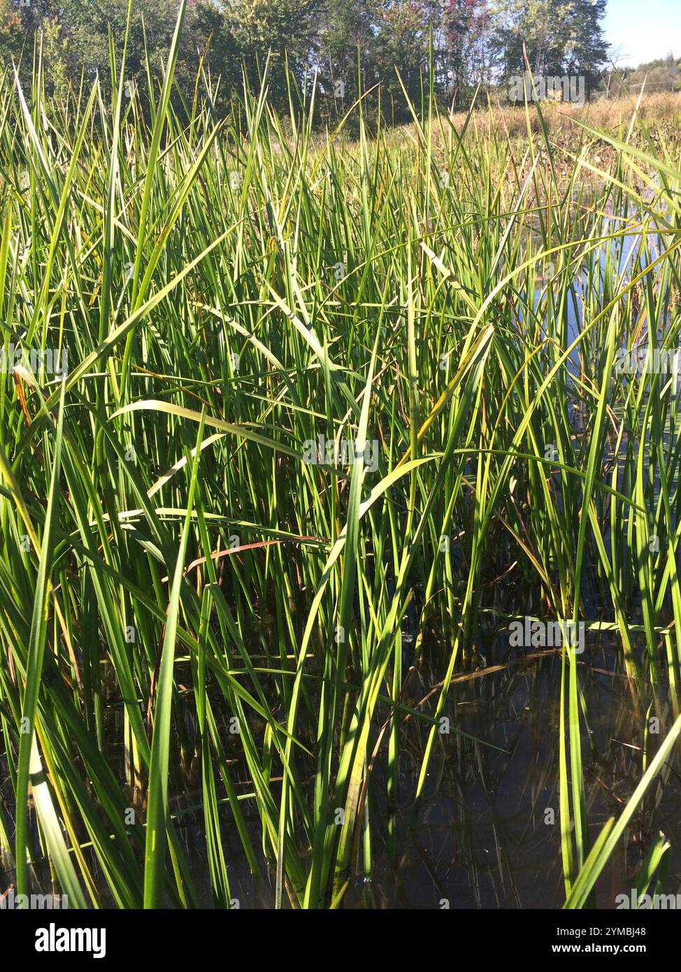 Branching Bur-reed (Sparganium androcladum Stock Photo - Alamy