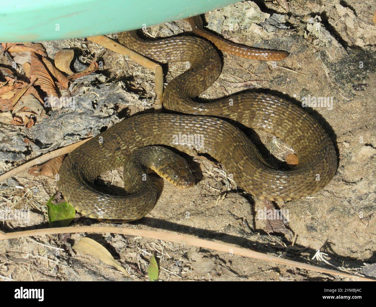Plain-bellied Watersnake (Nerodia erythrogaster Stock Photo - Alamy