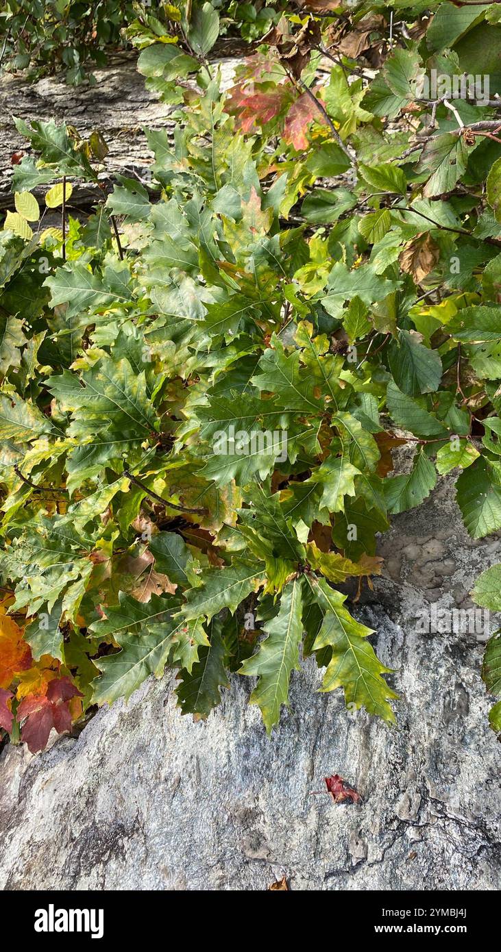 northern red oak (Quercus rubra Stock Photo - Alamy