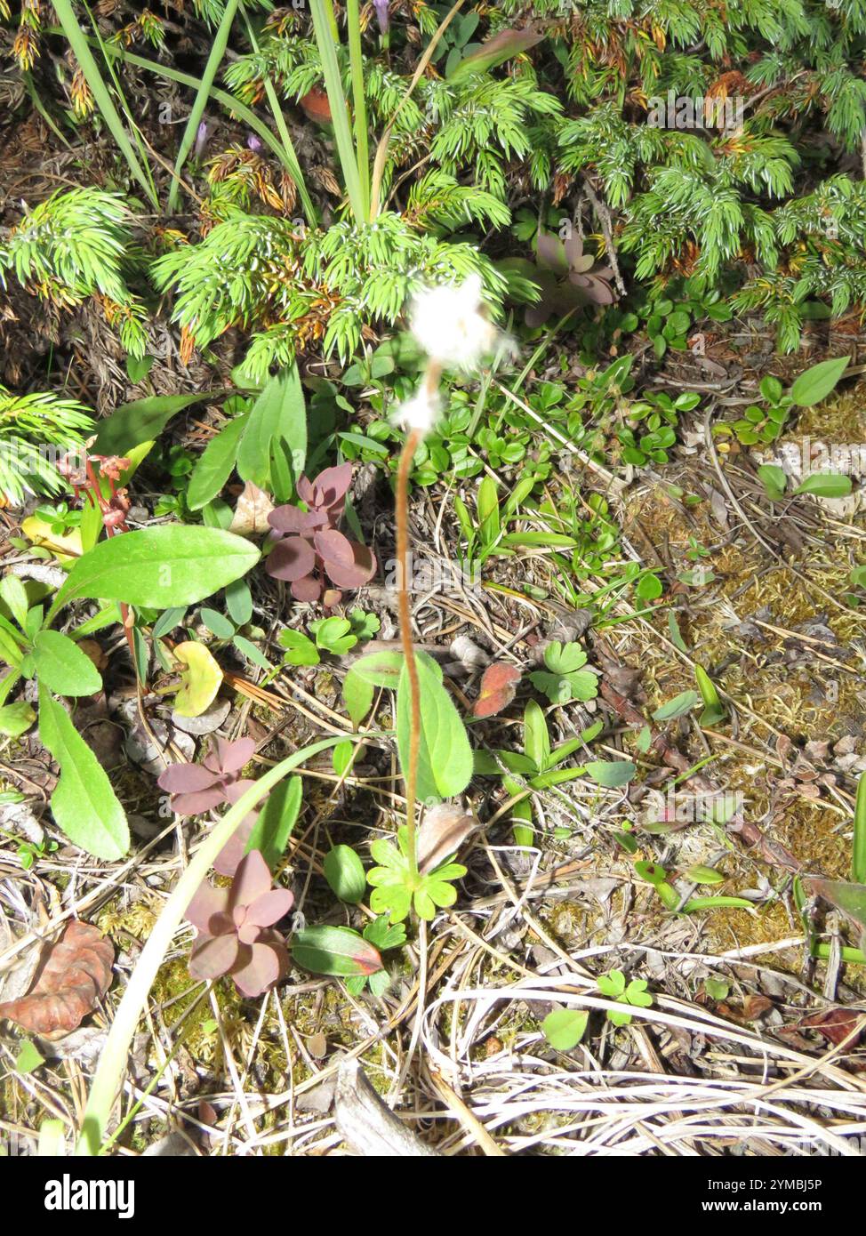 Small-flower Anemone (Anemone parviflora Stock Photo - Alamy