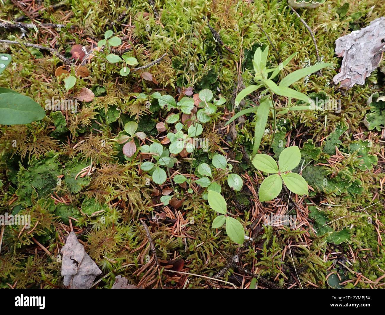 Twinflower (Linnaea borealis Stock Photo - Alamy