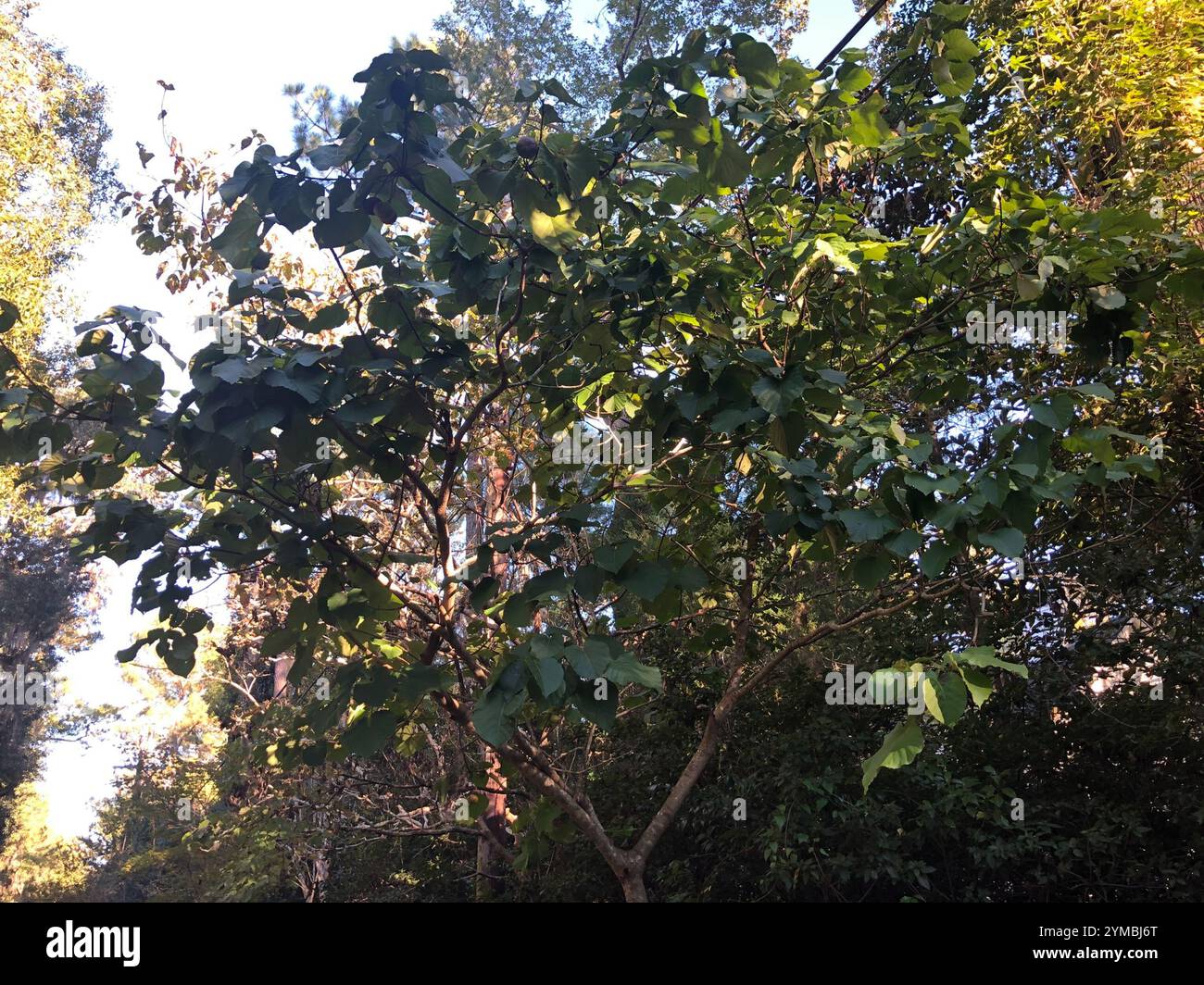 tung oil tree (Vernicia fordii Stock Photo - Alamy