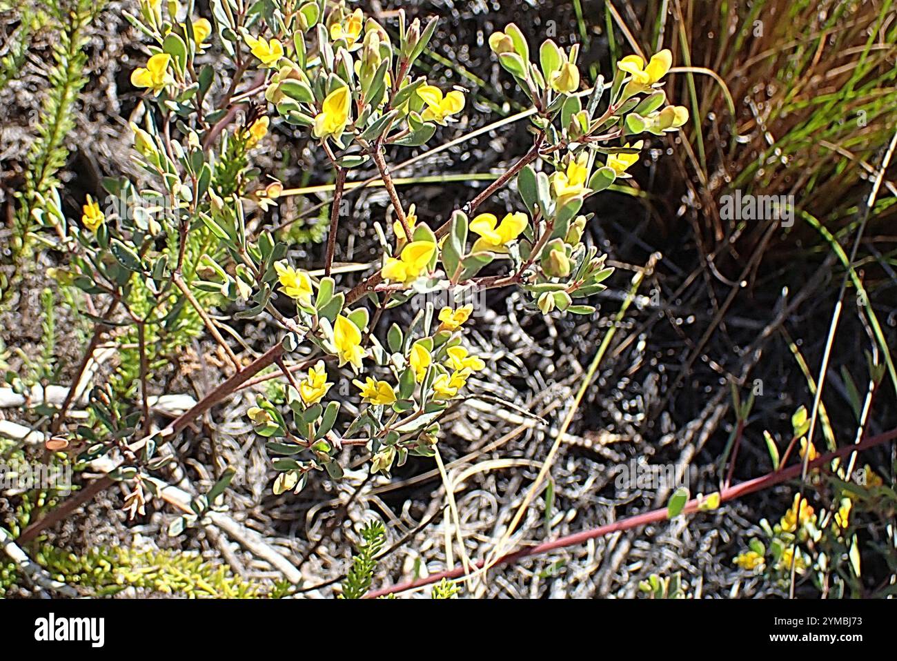 Common Cape Widowpea (Rafnia capensis capensis Stock Photo - Alamy
