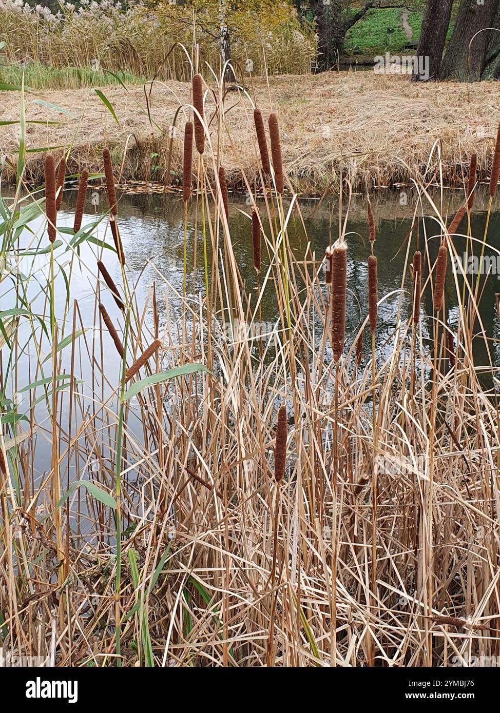 narrow-leaved cattail (Typha angustifolia Stock Photo - Alamy