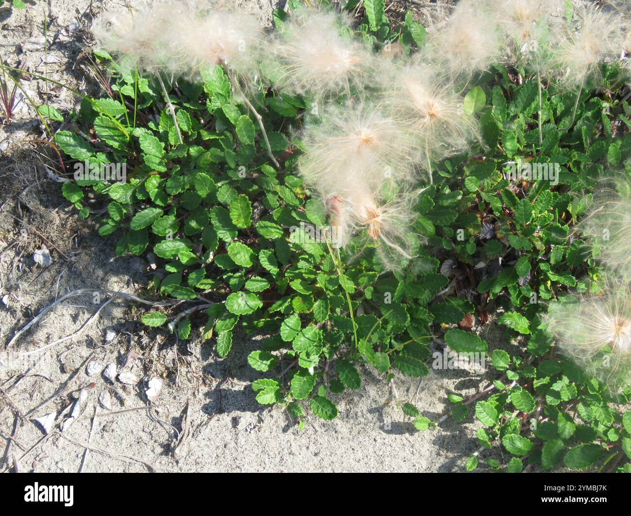 Yellow Mountain-avens (Dryas drummondii Stock Photo - Alamy