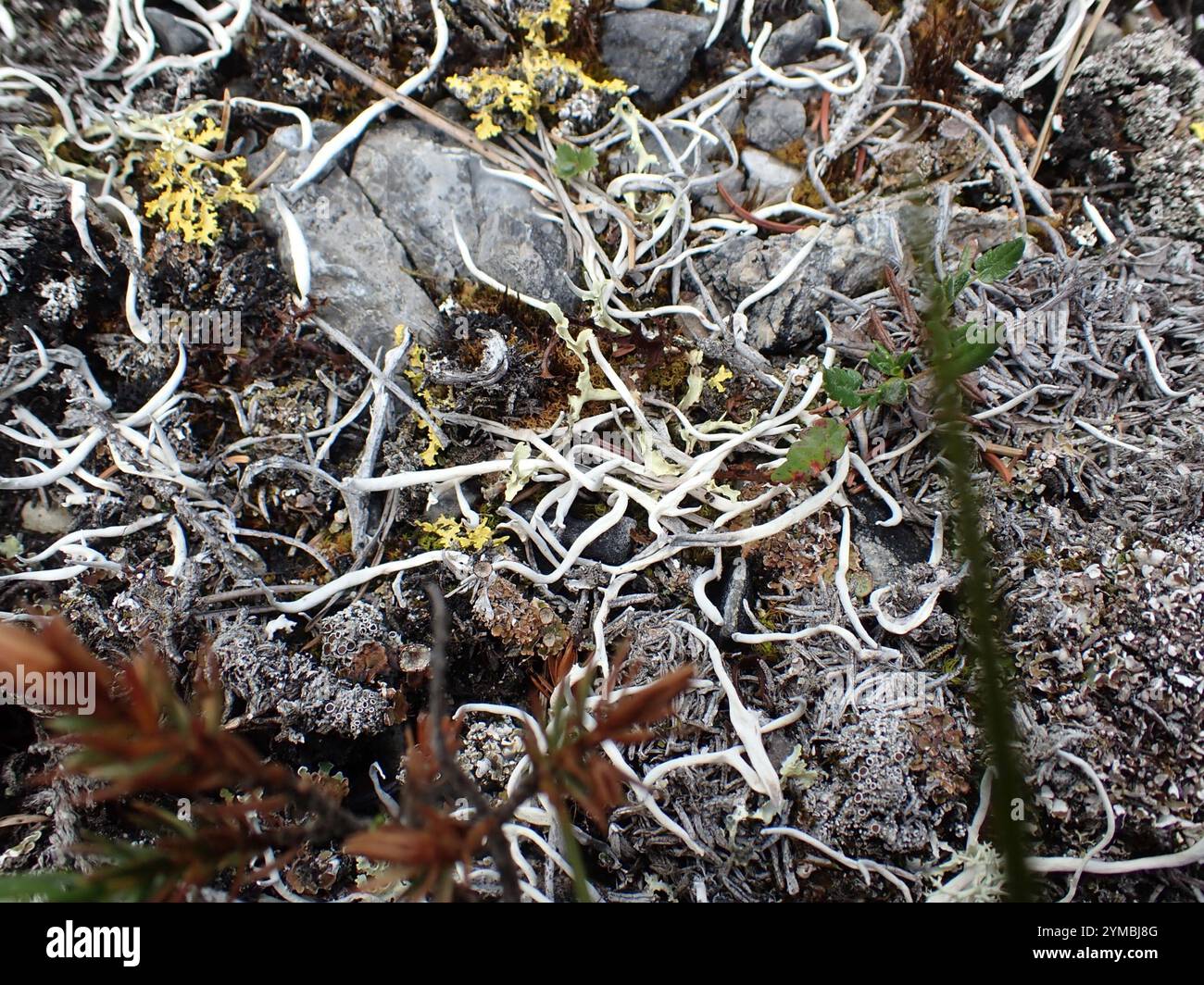 Whiteworm Lichen (Thamnolia vermicularis Stock Photo - Alamy