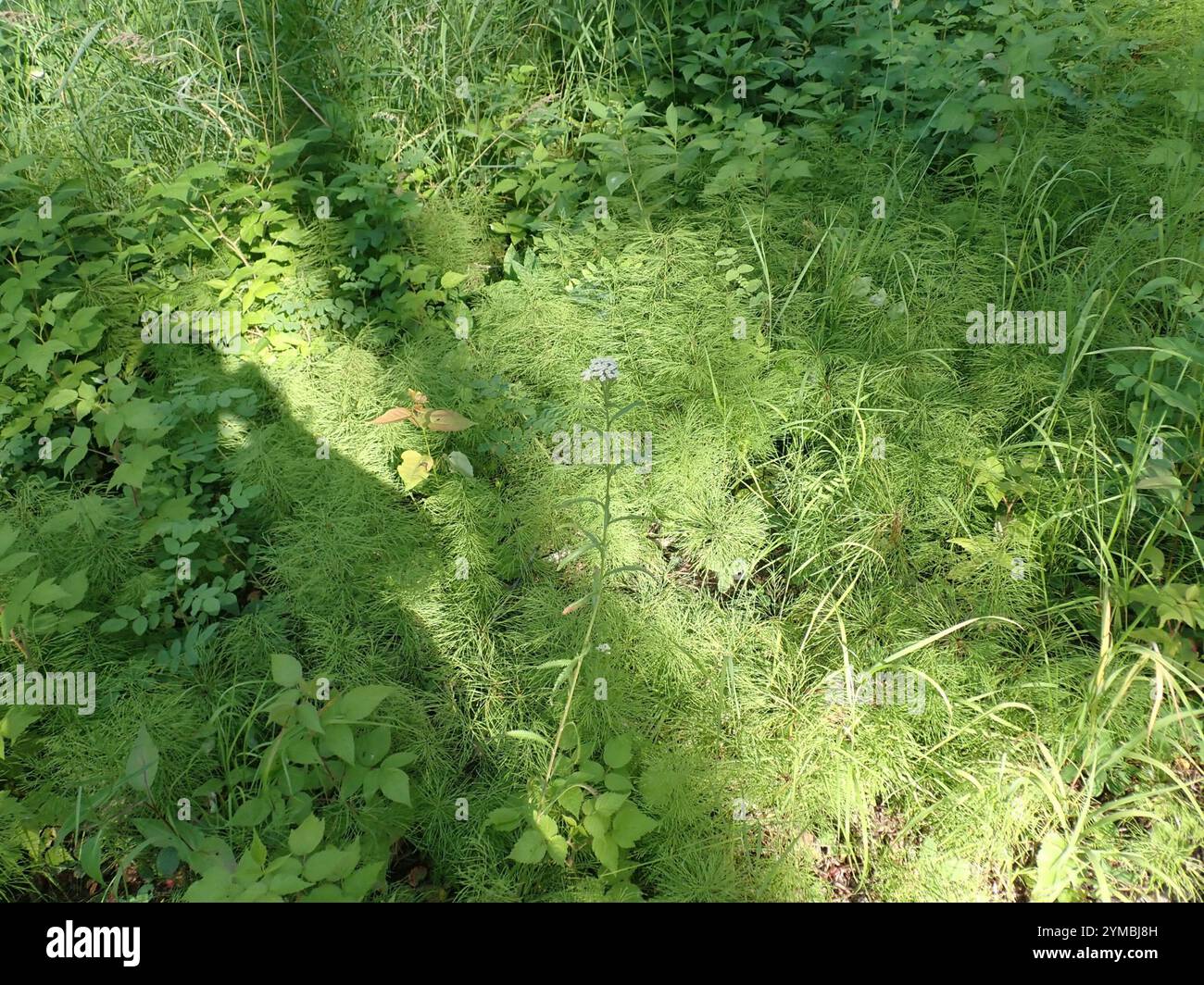 Siberian Yarrow (Achillea alpina Stock Photo - Alamy