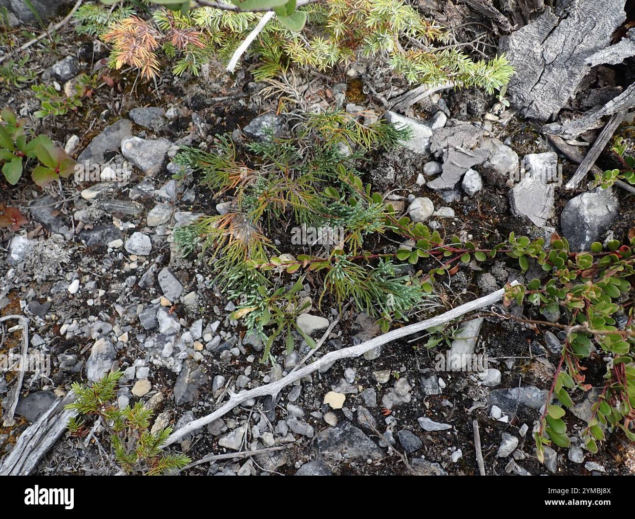 creeping juniper (Juniperus horizontalis Stock Photo - Alamy