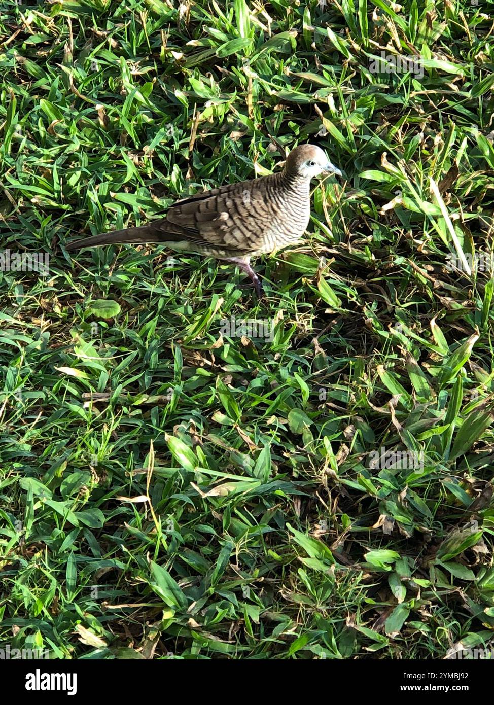 Spotted Dove (Spilopelia chinensis Stock Photo - Alamy