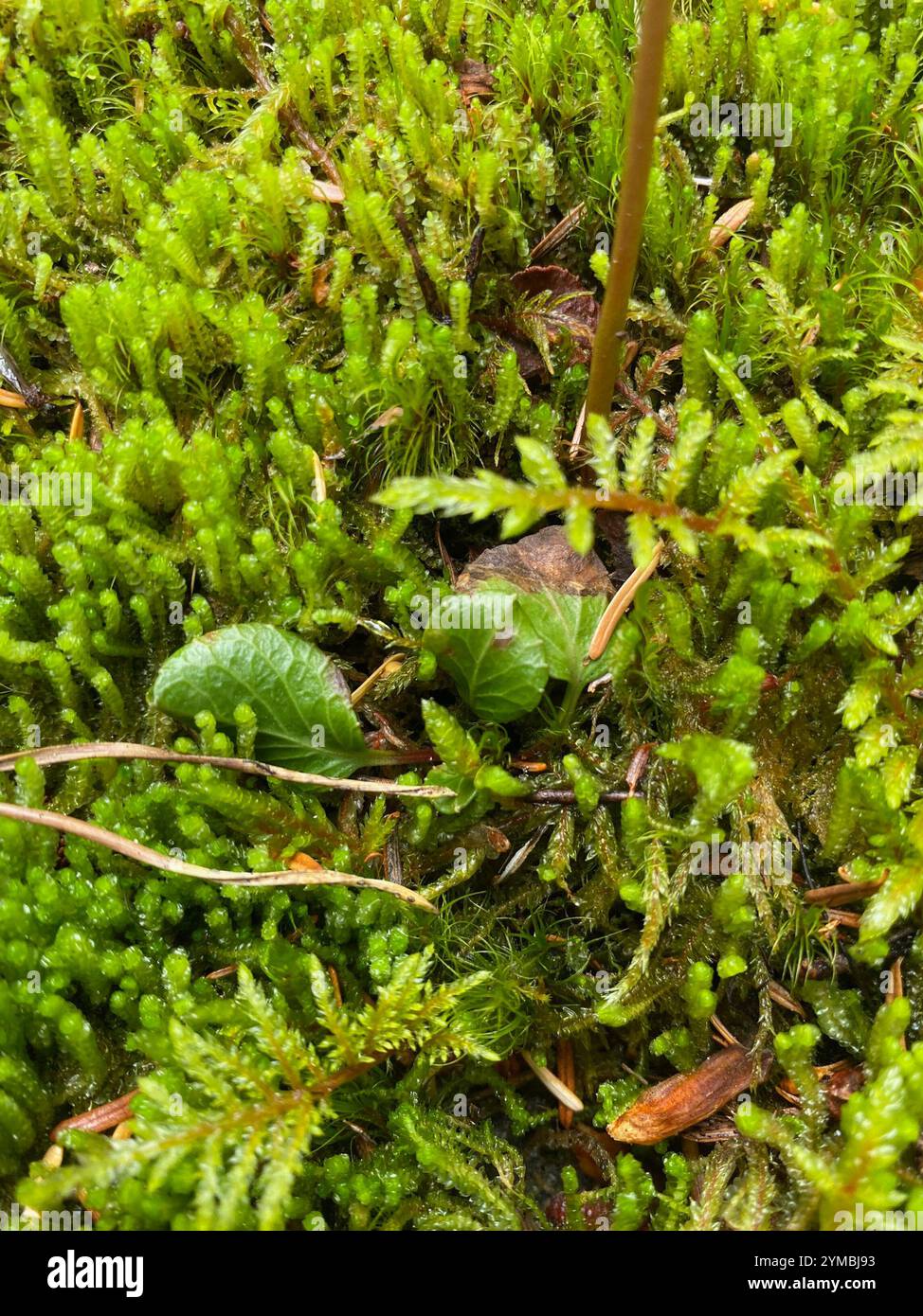 green-flowered wintergreen (Pyrola chlorantha Stock Photo - Alamy