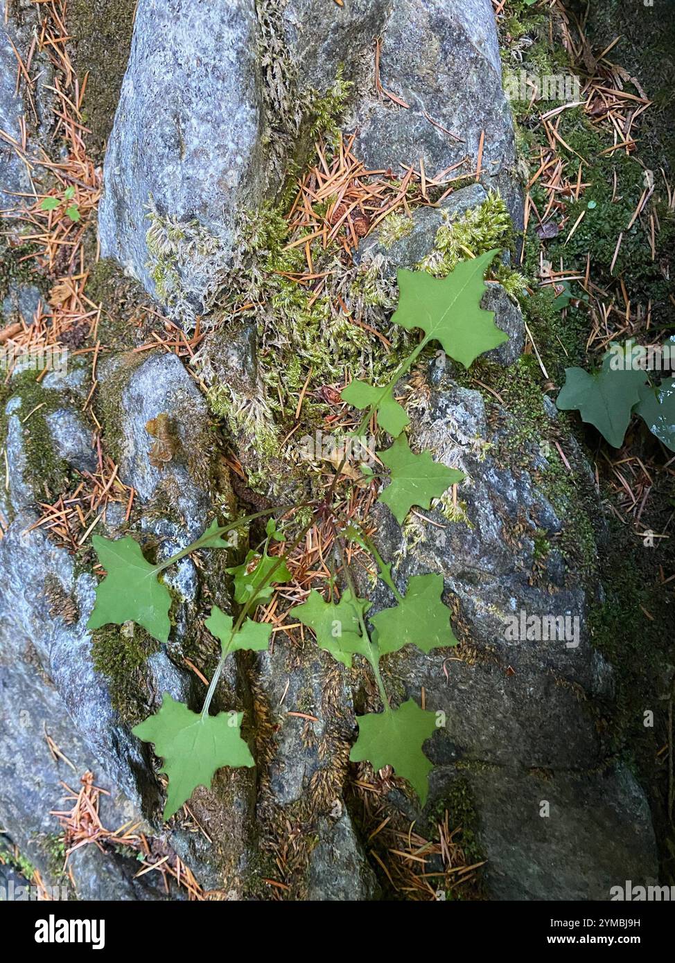 Wall Lettuce (Mycelis muralis Stock Photo - Alamy