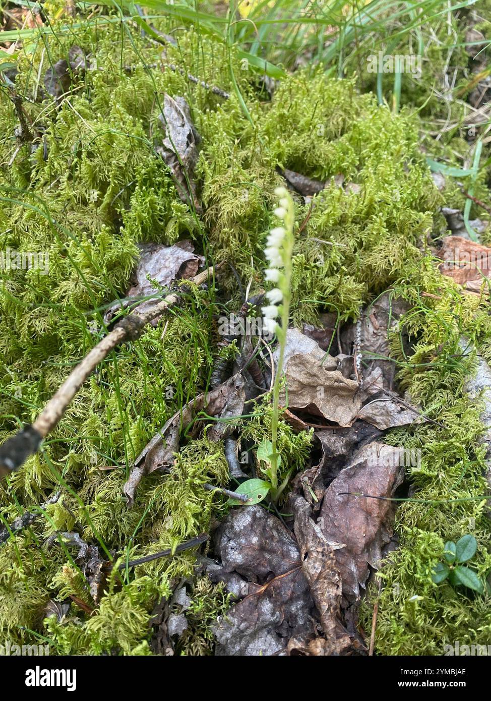 lesser rattlesnake plantain (Goodyera repens Stock Photo - Alamy