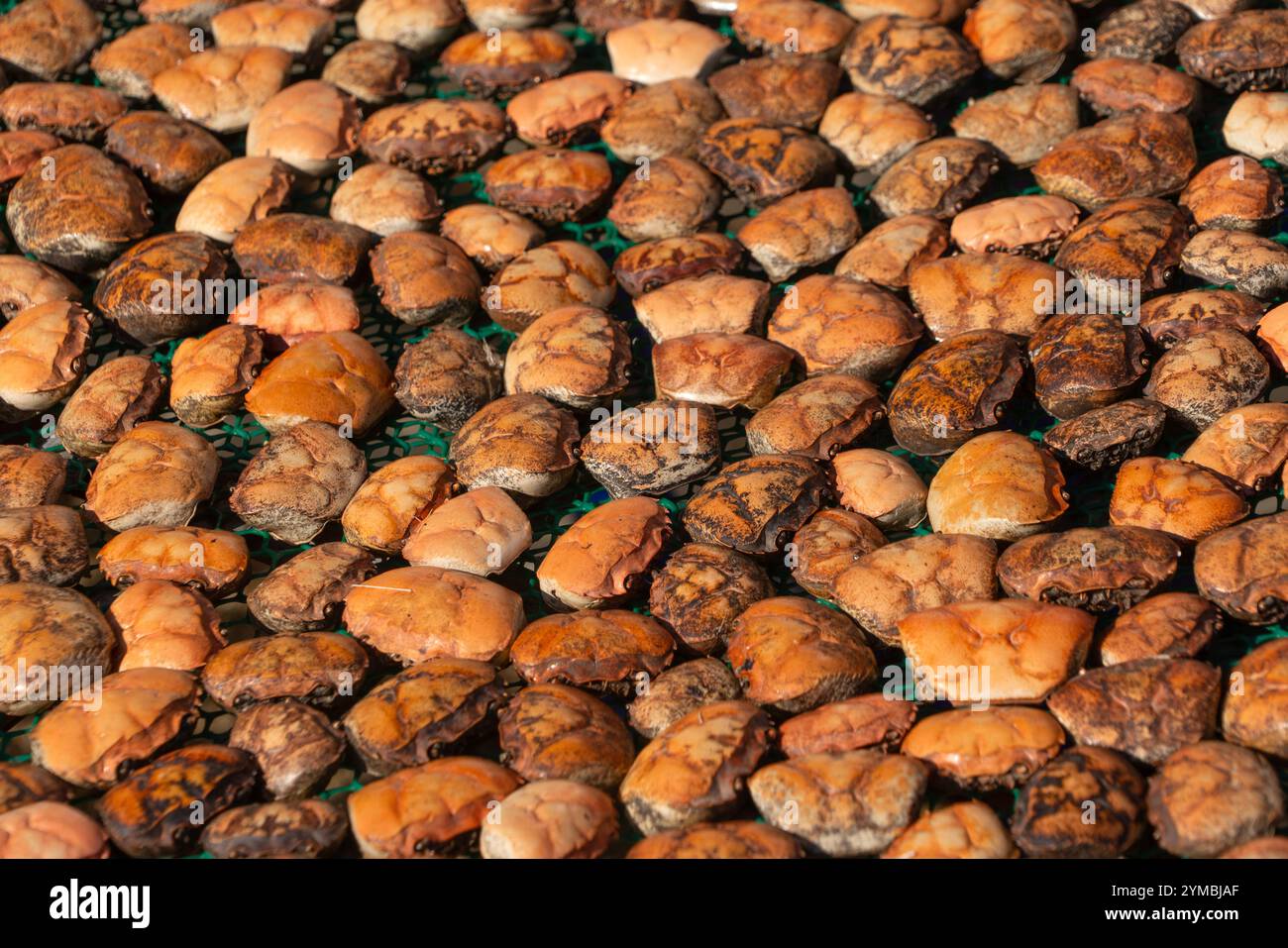Crab shells pattern to be used as food containers Stock Photo - Alamy