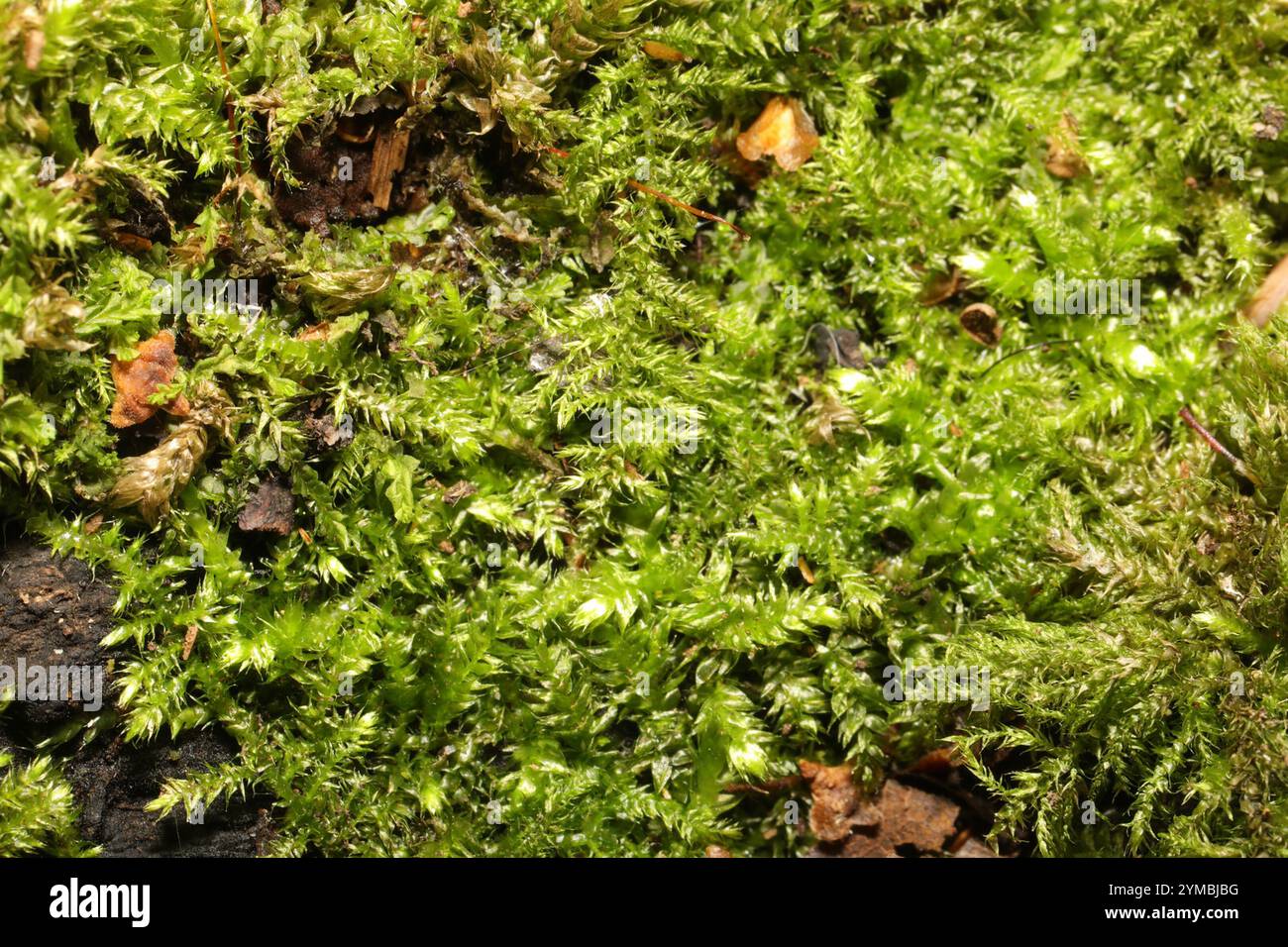 Common Feather-moss (Kindbergia praelonga Stock Photo - Alamy
