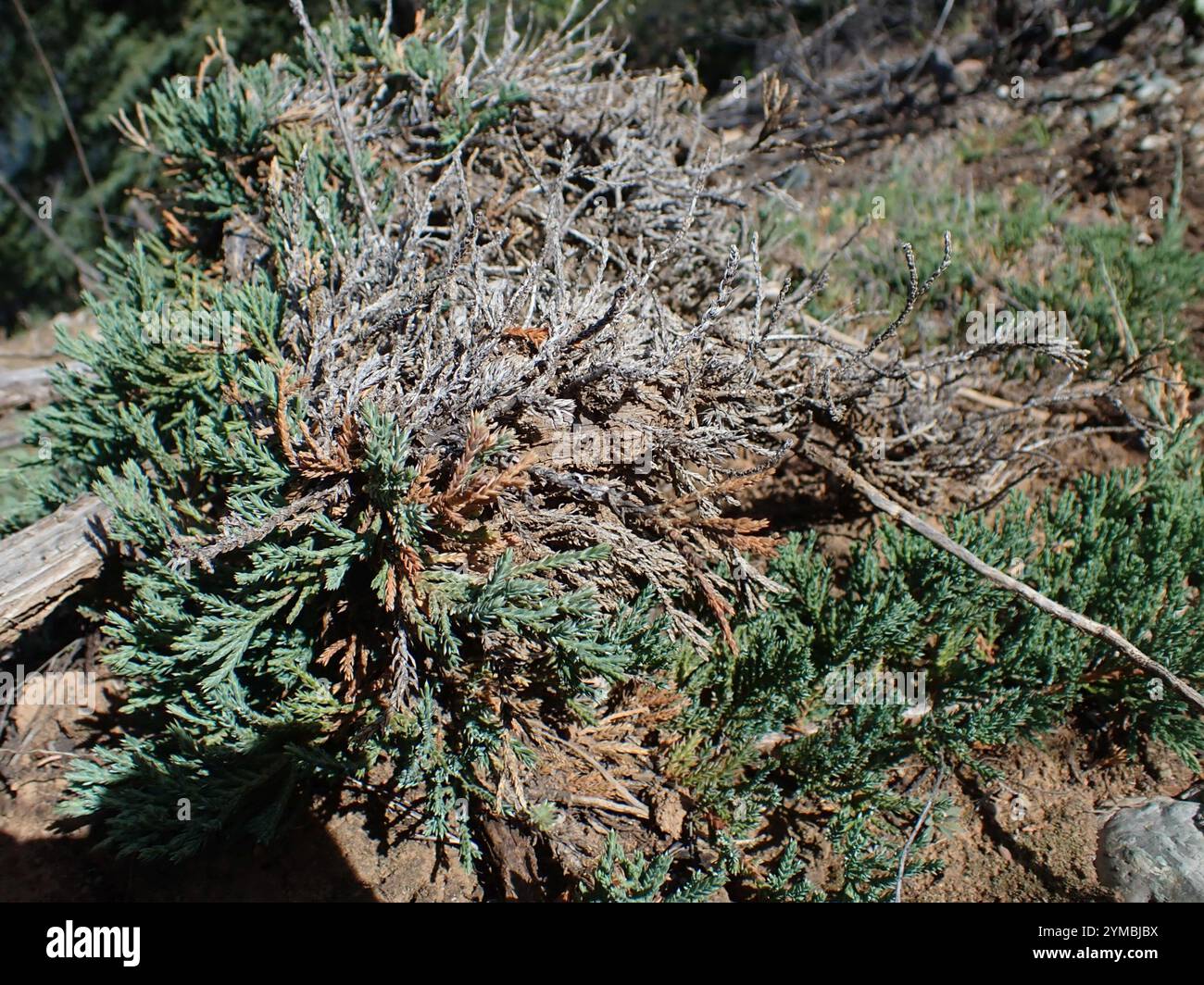 creeping juniper (Juniperus horizontalis Stock Photo - Alamy
