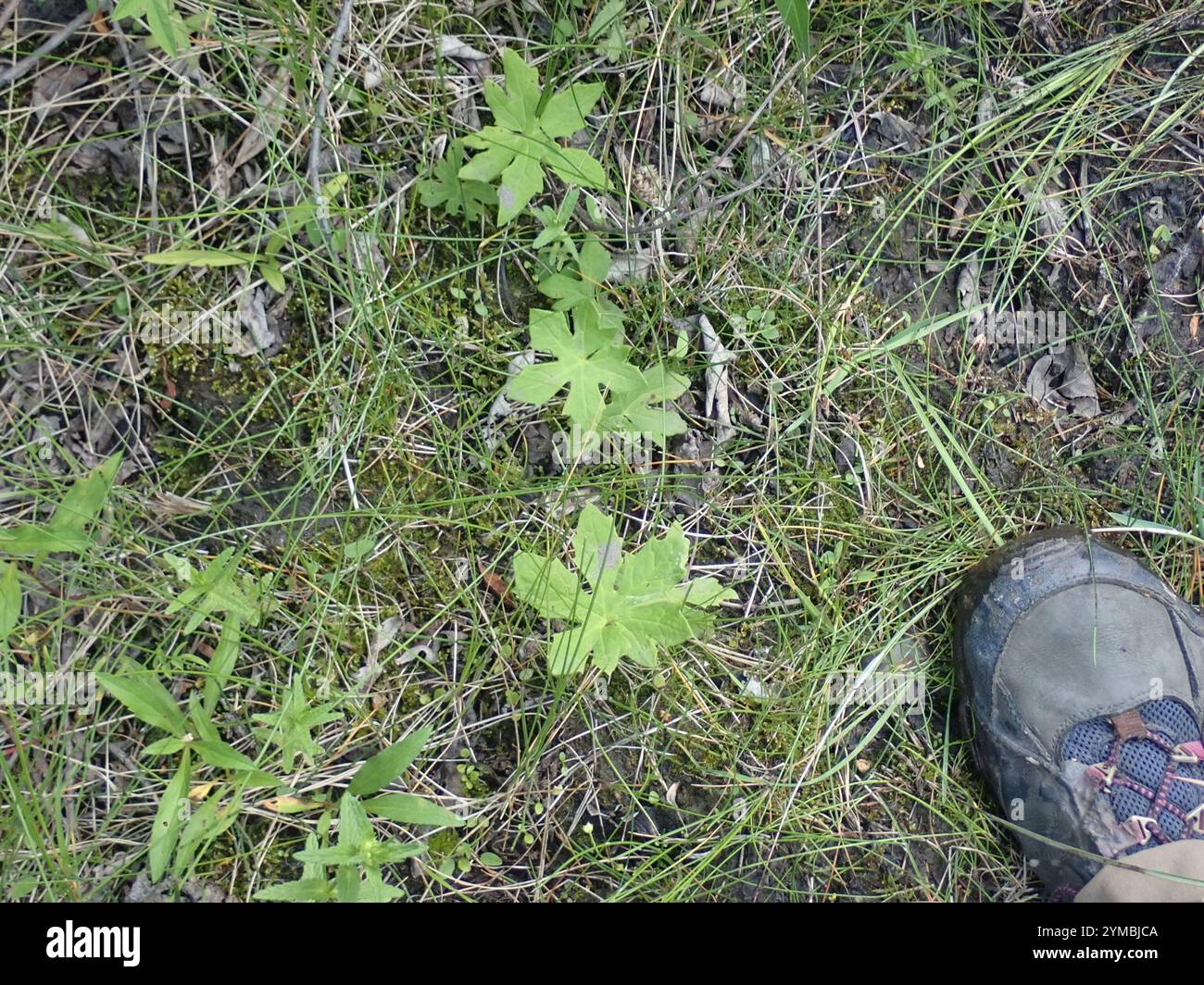 Western Sweet Coltsfoot (Petasites frigidus palmatus Stock Photo - Alamy