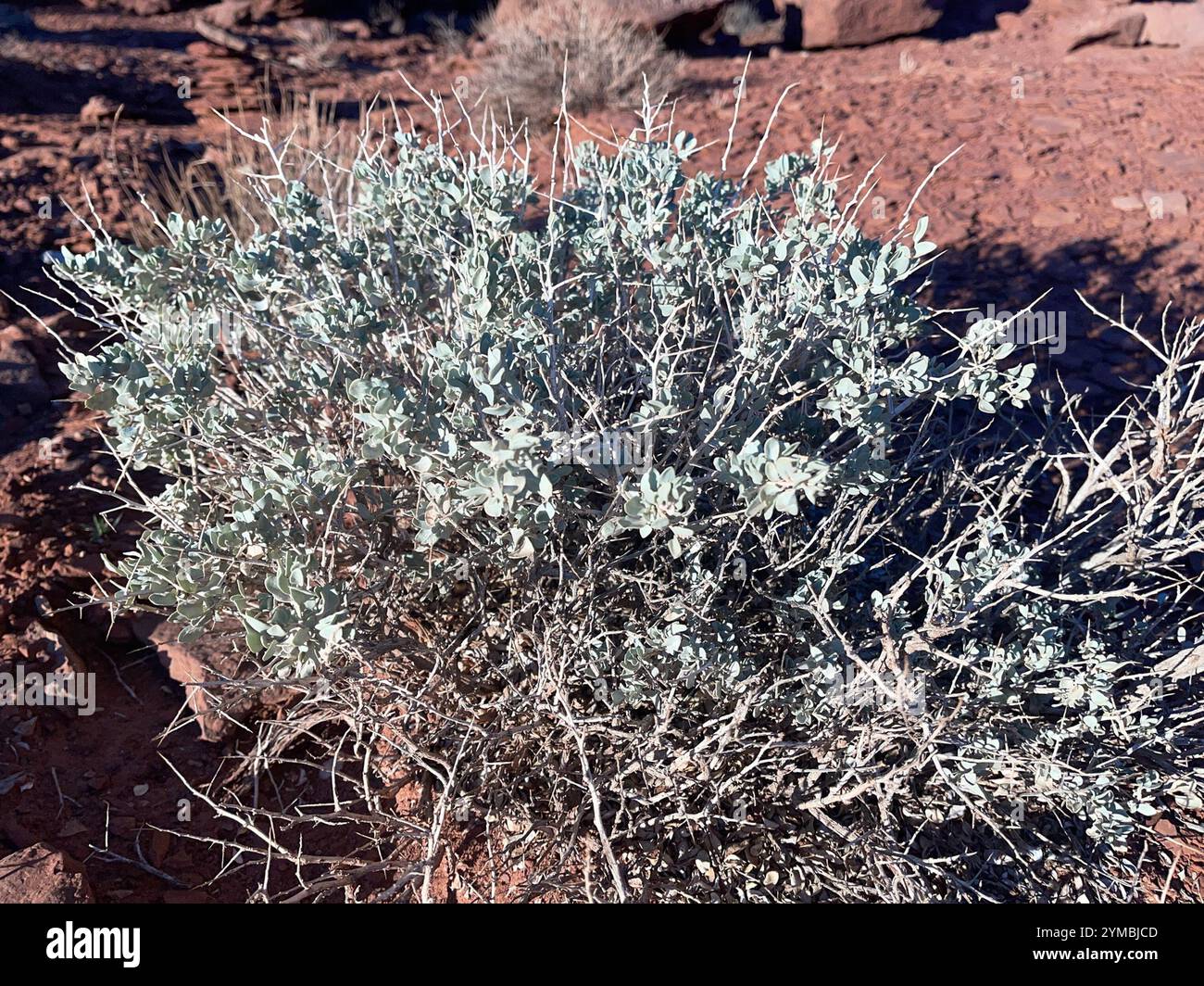 Shadscale Saltbush (Atriplex confertifolia Stock Photo - Alamy