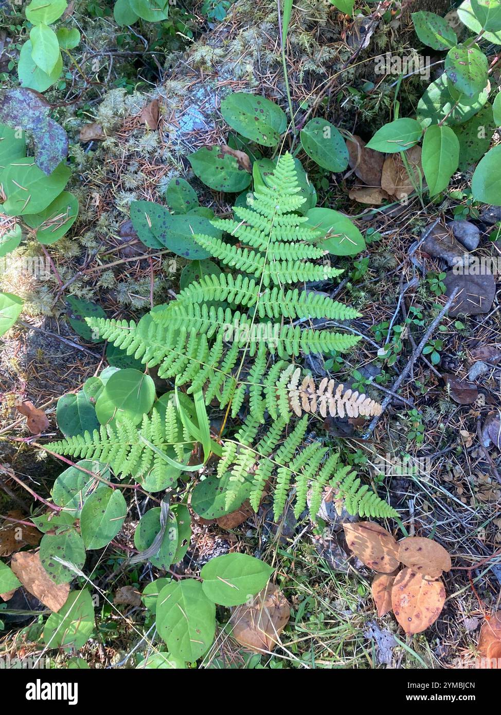 common bracken (Pteridium aquilinum Stock Photo - Alamy