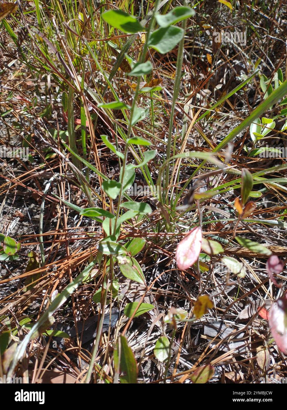 Dixie aster (Sericocarpus tortifolius Stock Photo - Alamy