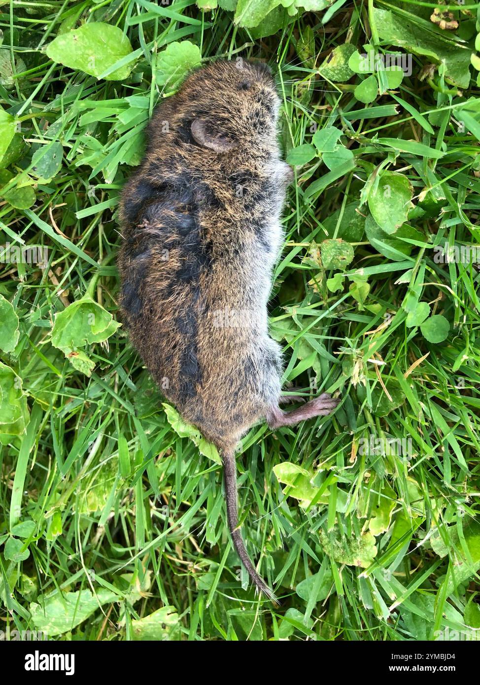 Microtus pennsylvanicus hi-res stock photography and images - Alamy