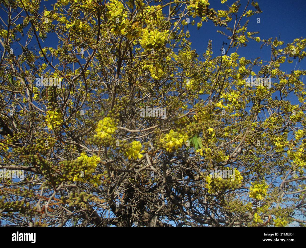 Weeping wattle (Peltophorum africanum Stock Photo - Alamy