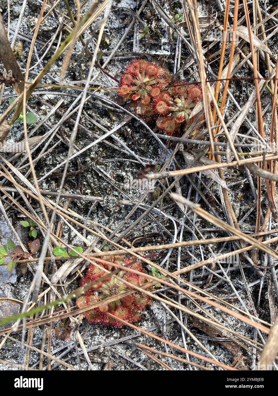 Pink Sundew (Drosera capillaris Stock Photo - Alamy