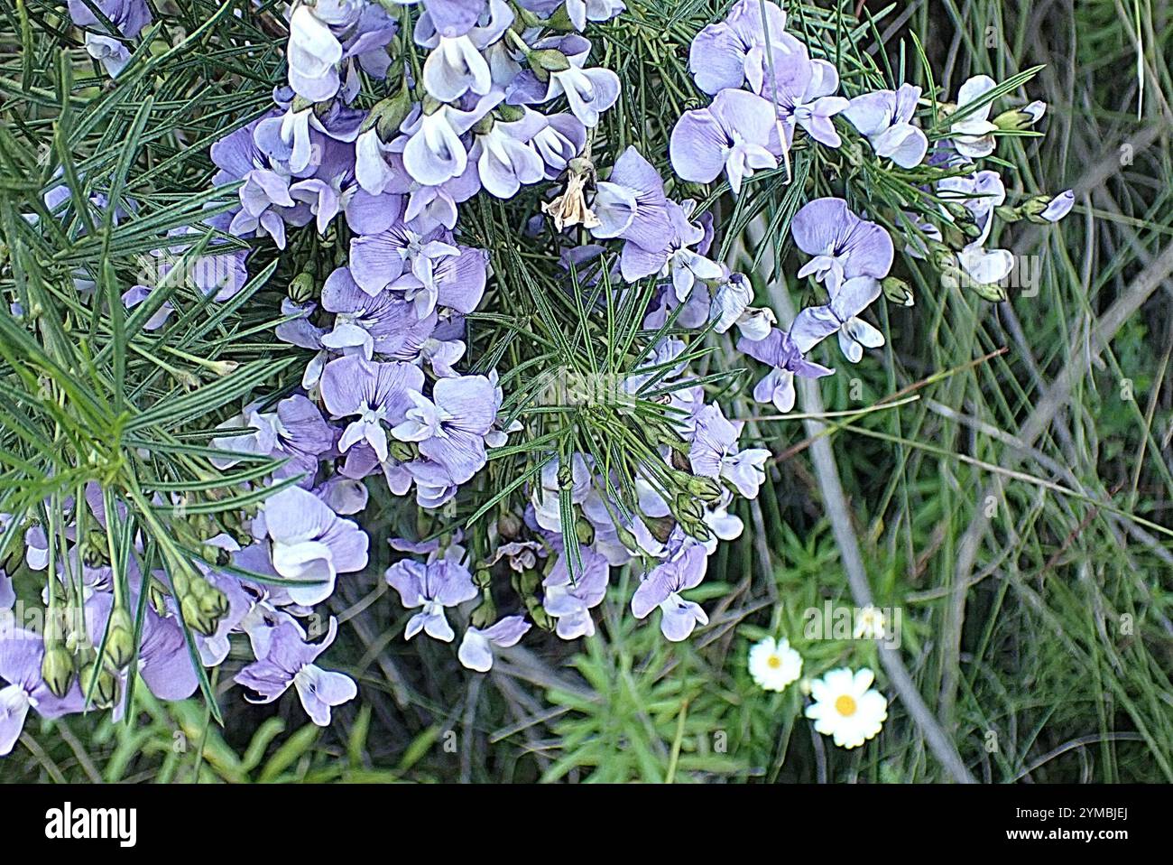 Tree Fountainbush (Psoralea arborea Stock Photo - Alamy
