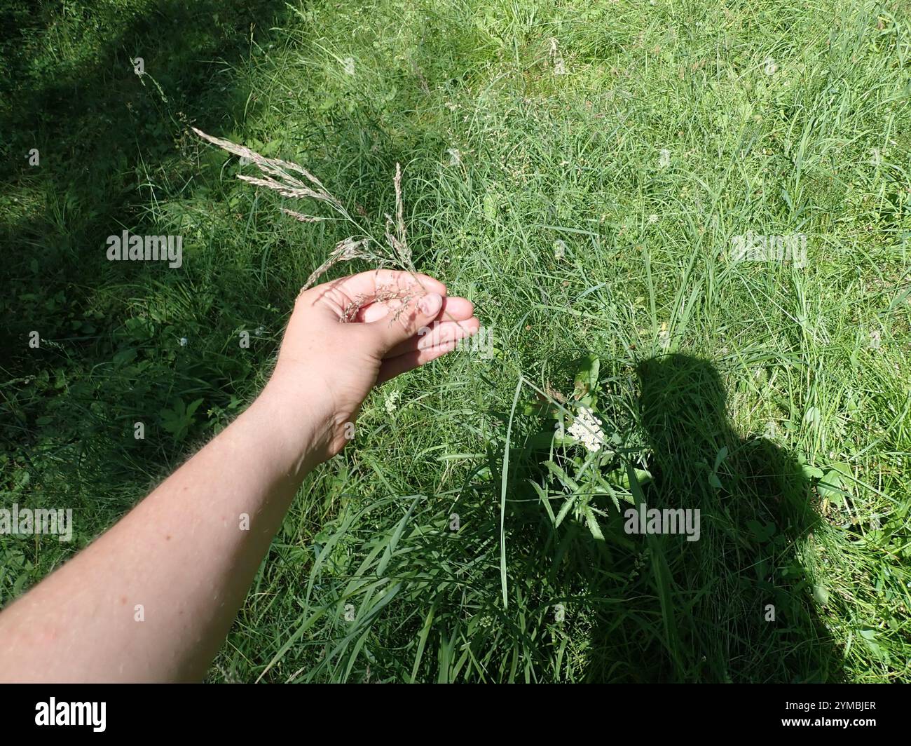 canadian bluejoint (Calamagrostis canadensis Stock Photo - Alamy