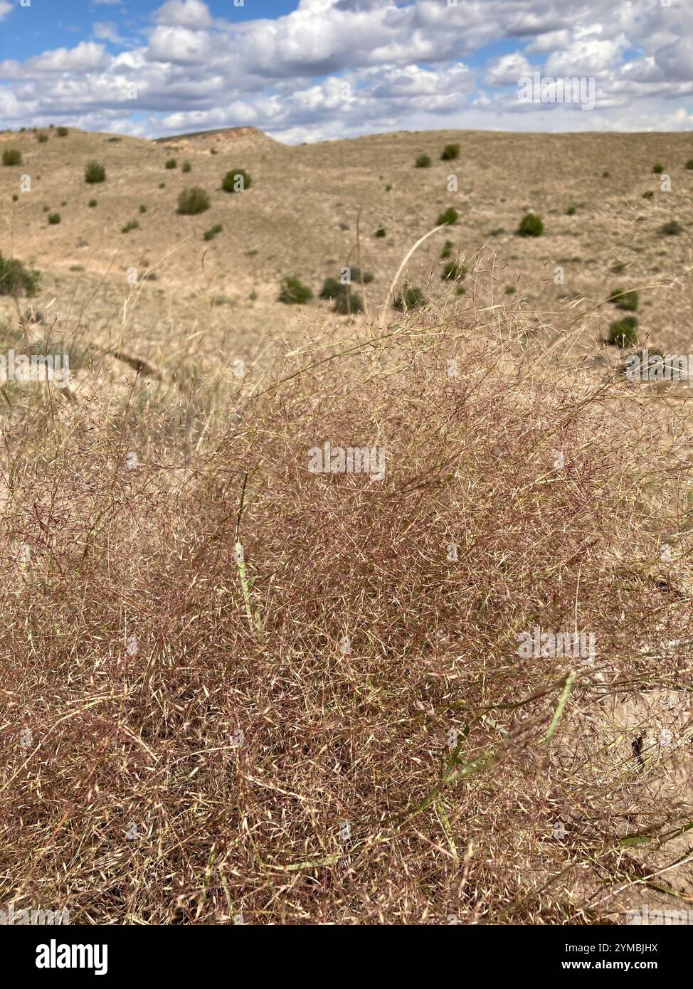 Bush Muhly (Muhlenbergia porteri Stock Photo - Alamy