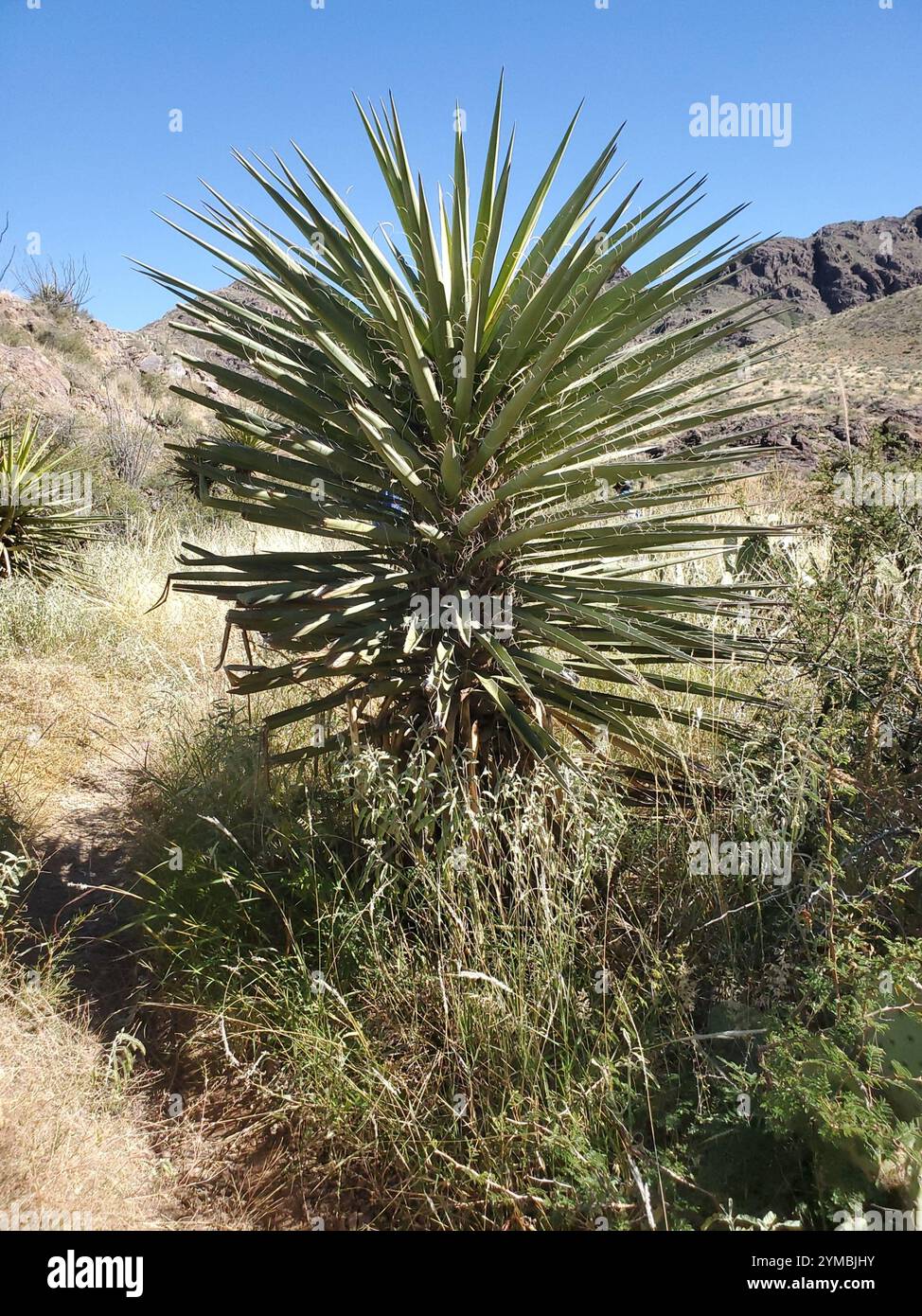 Spanish dagger (Yucca treculiana Stock Photo - Alamy
