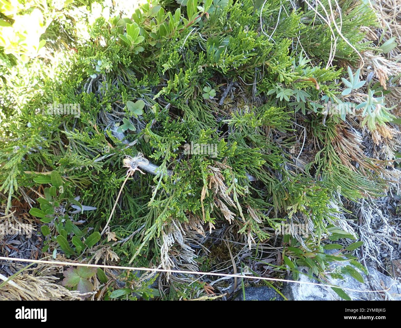 creeping juniper (Juniperus horizontalis Stock Photo - Alamy