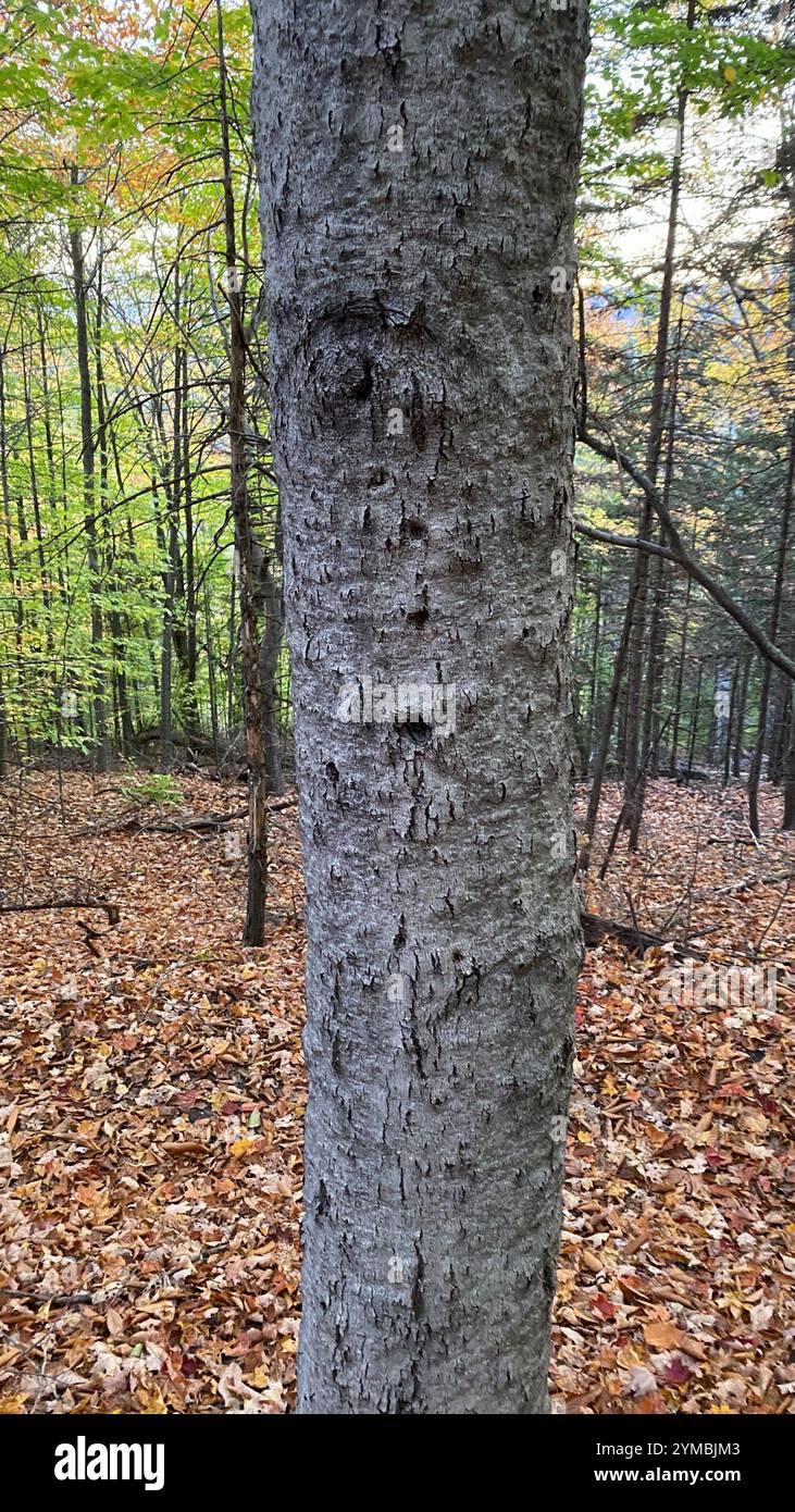 Beech Scale (Cryptococcus fagisuga Stock Photo - Alamy