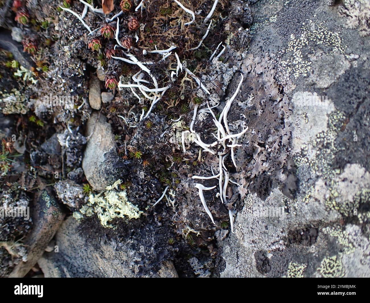 Whiteworm Lichen (Thamnolia vermicularis Stock Photo - Alamy