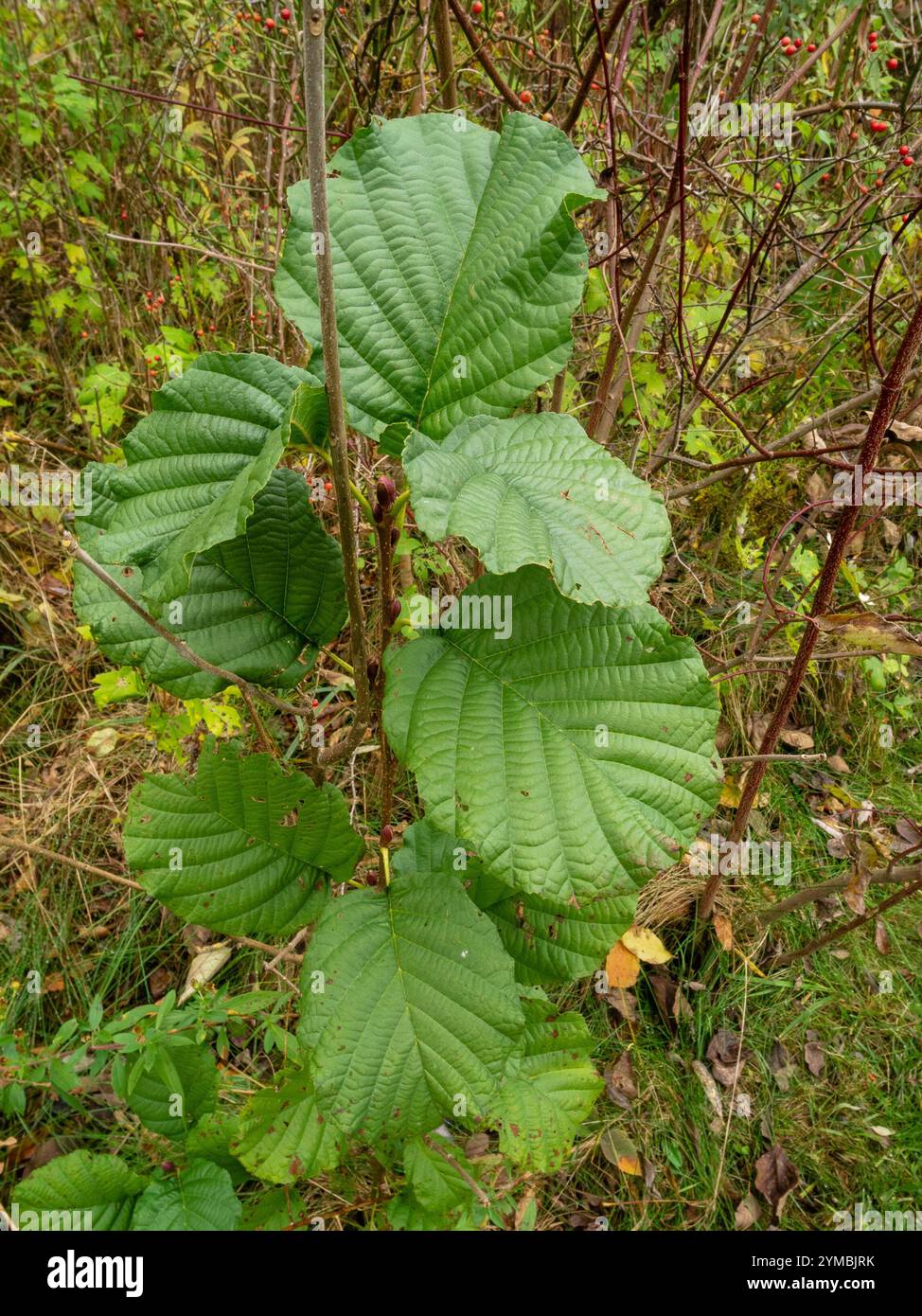 common alder (Alnus glutinosa Stock Photo - Alamy