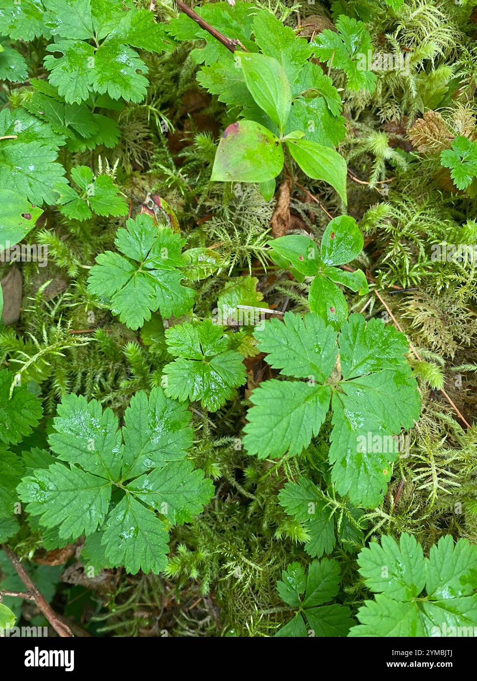 Five-leaf Dwarf Bramble (Rubus pedatus Stock Photo - Alamy