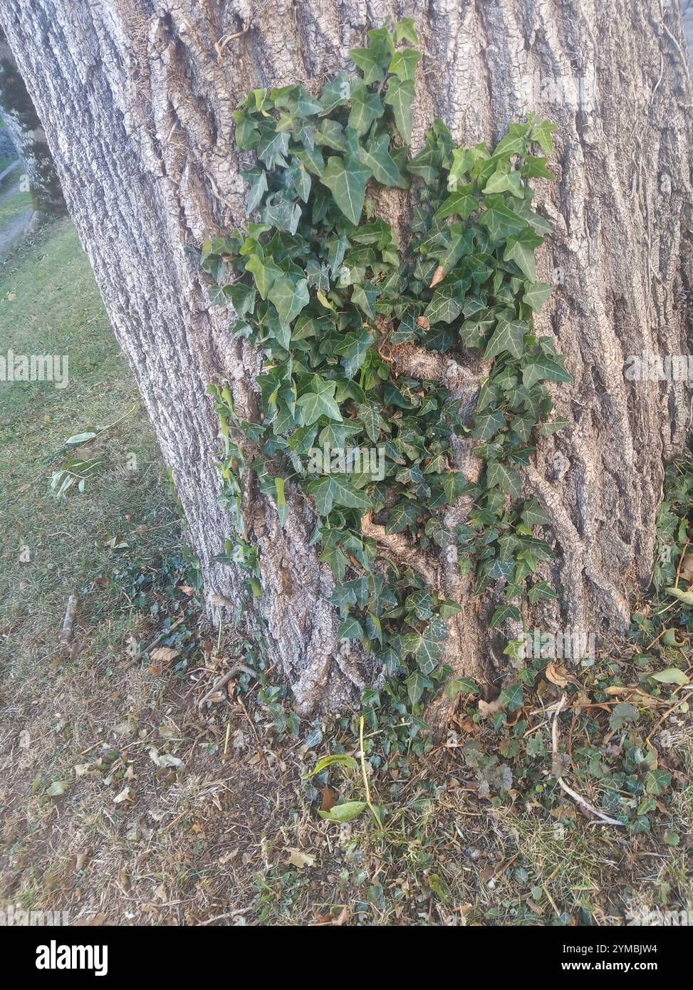 common ivy (Hedera helix Stock Photo - Alamy