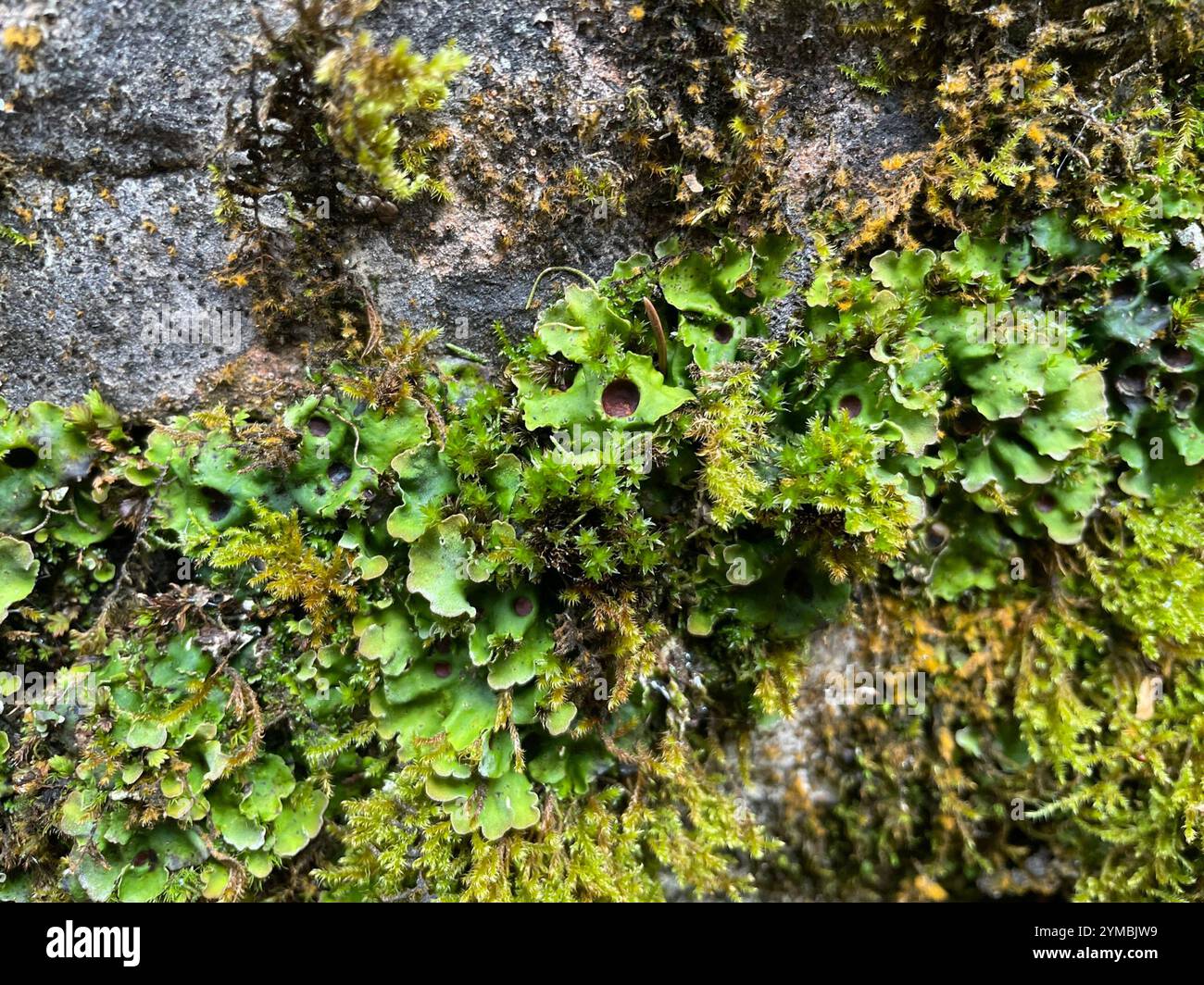 Solorina saccata hi-res stock photography and images - Alamy
