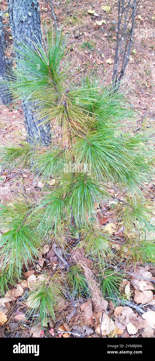 Siberian pine (Pinus sibirica Stock Photo - Alamy