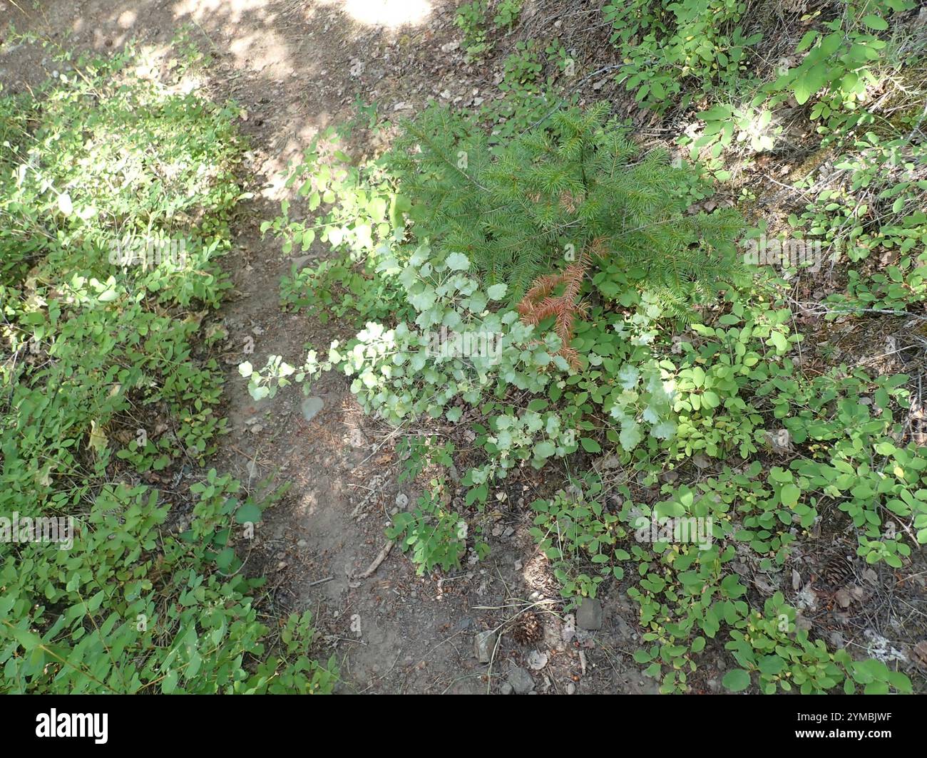 wax currant (Ribes cereum Stock Photo - Alamy