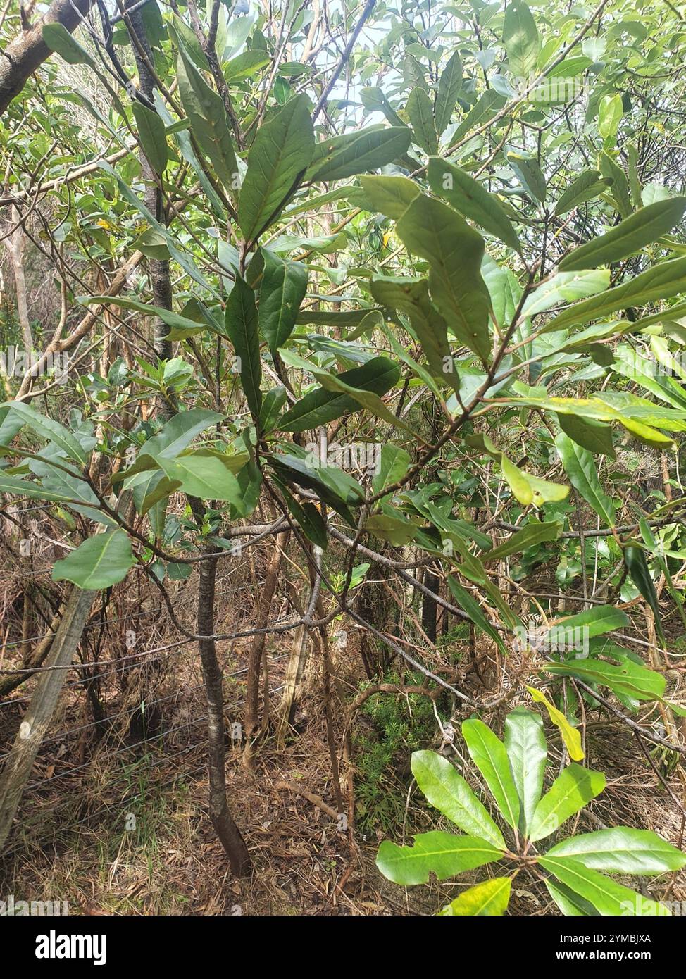 Elaeocarpus dentatus hi-res stock photography and images - Alamy