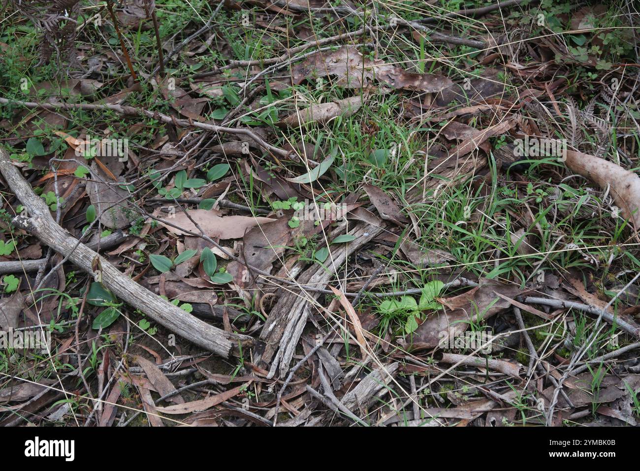 three-horned bird orchid (Chiloglottis triceratops Stock Photo - Alamy