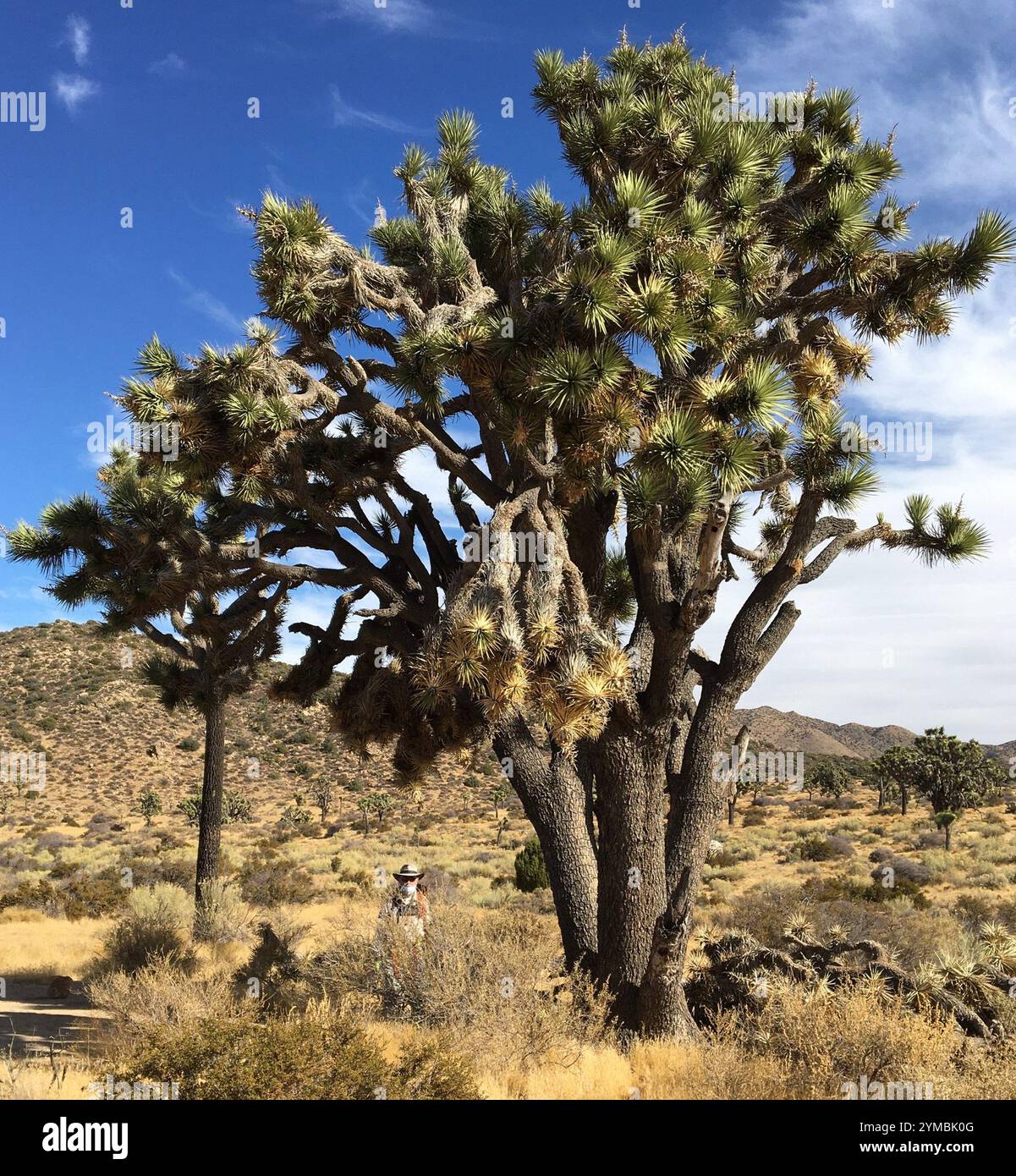 Western Joshua Tree (Yucca brevifolia brevifolia Stock Photo - Alamy