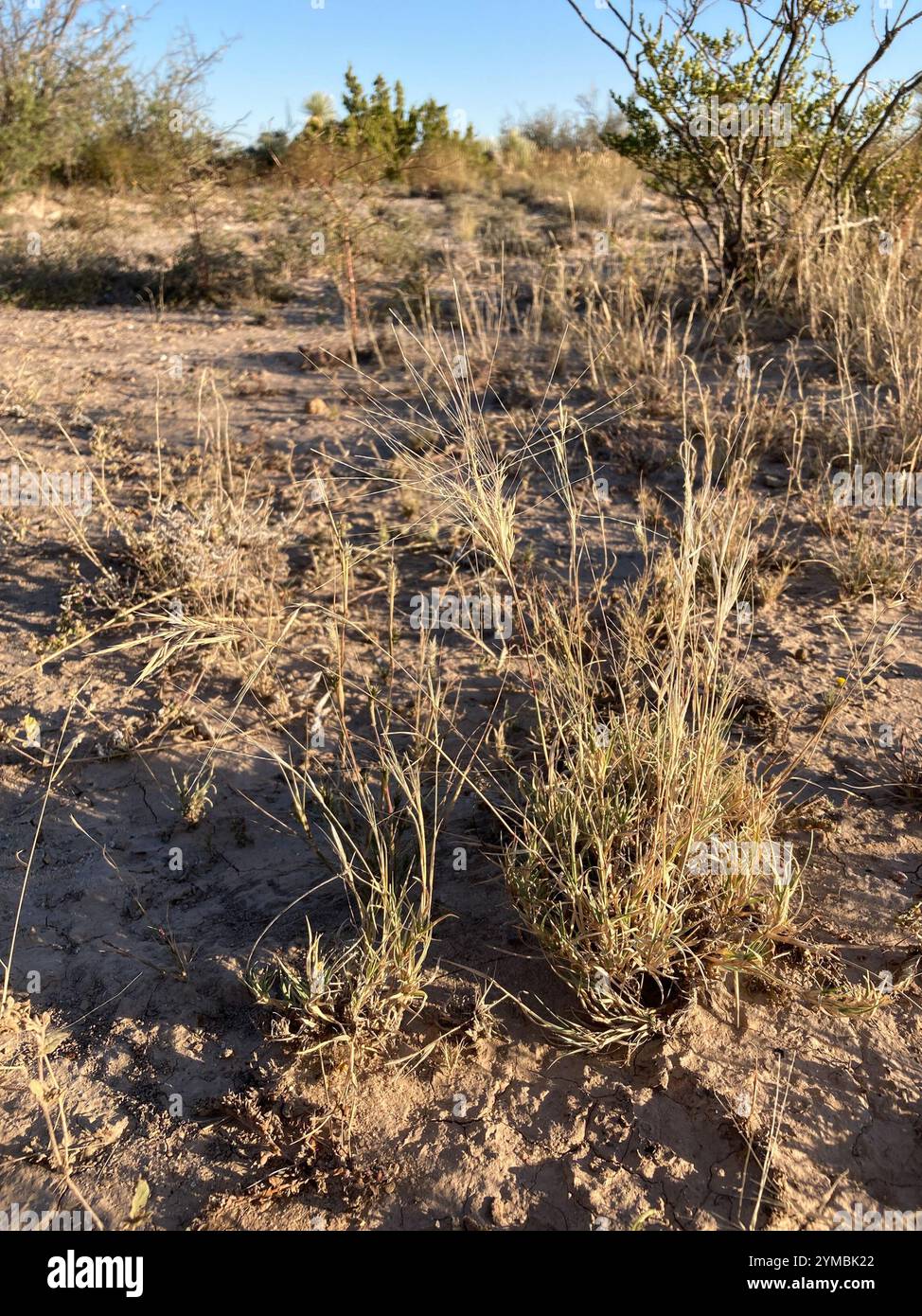 burrograss (Scleropogon brevifolius Stock Photo - Alamy