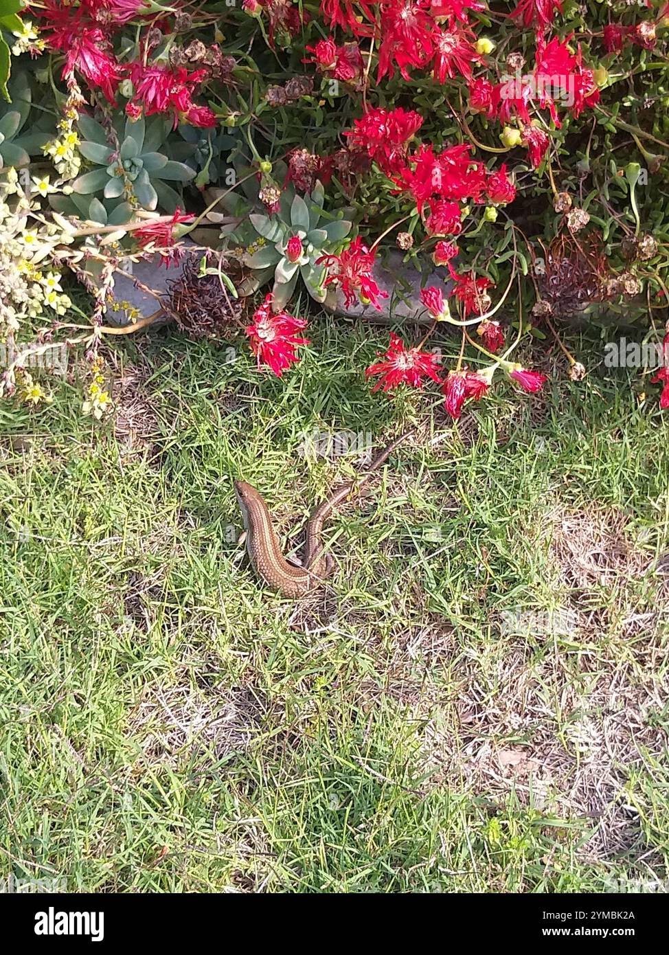 Cape Skink (Trachylepis capensis Stock Photo - Alamy