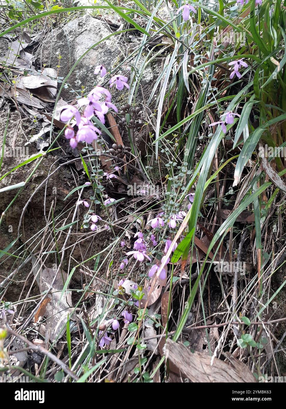 Pink-bells (Tetratheca ciliata Stock Photo - Alamy