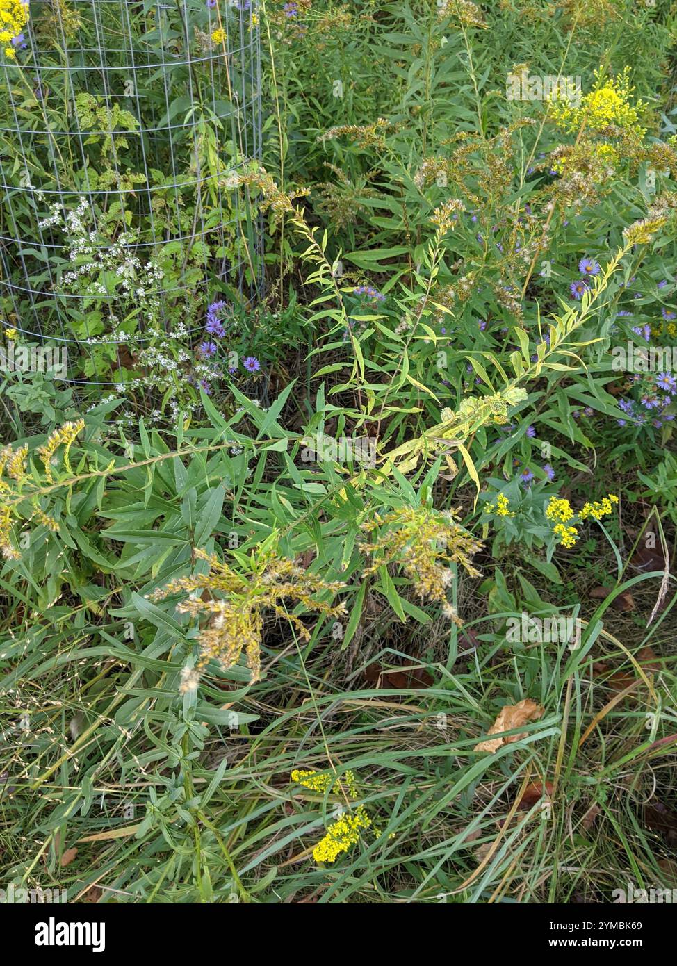 tall goldenrod (Solidago altissima Stock Photo - Alamy